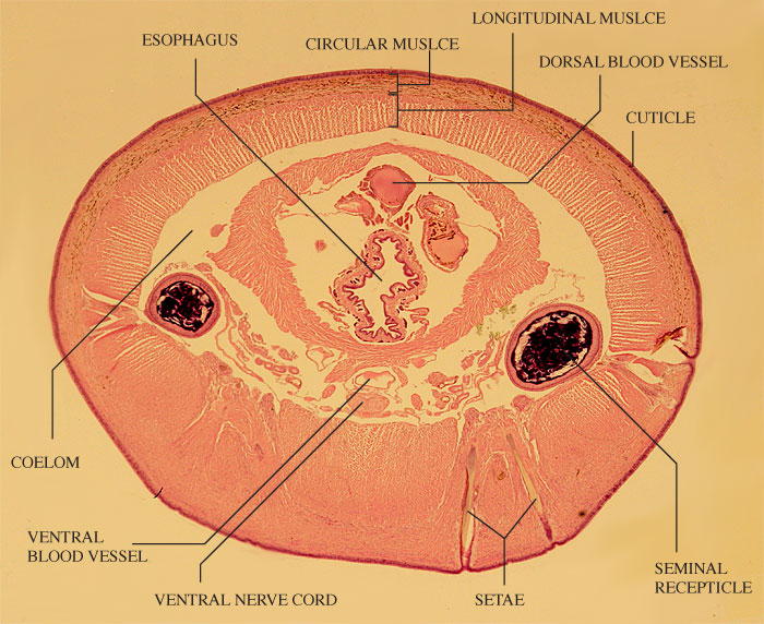 Earthworm Cs Through Seminal Recepticles